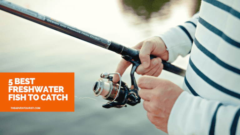 5 Best Freshwater Fish To Catch - The AdvenTourist