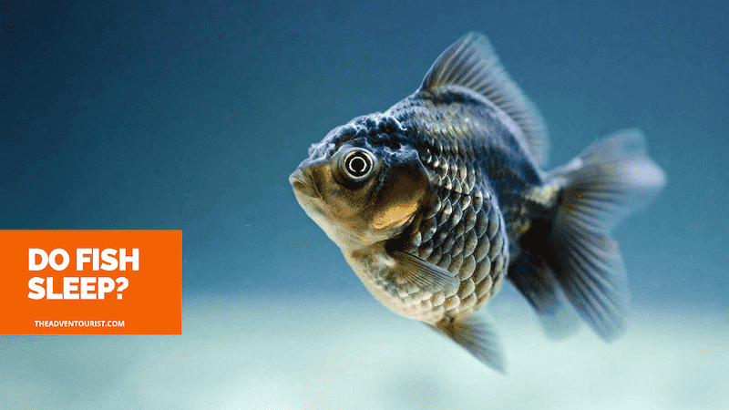 Do Fish Sleep? (The Answer is Suprising) - The AdvenTourist