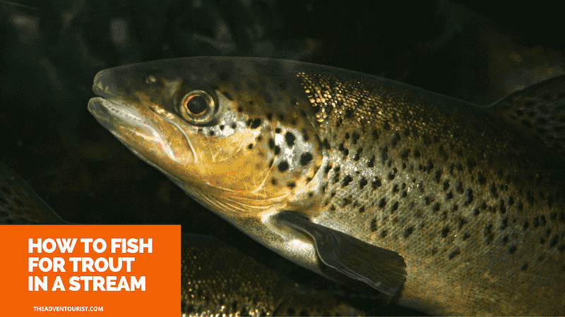 How To Fish For Trout In A Stream - The AdvenTourist