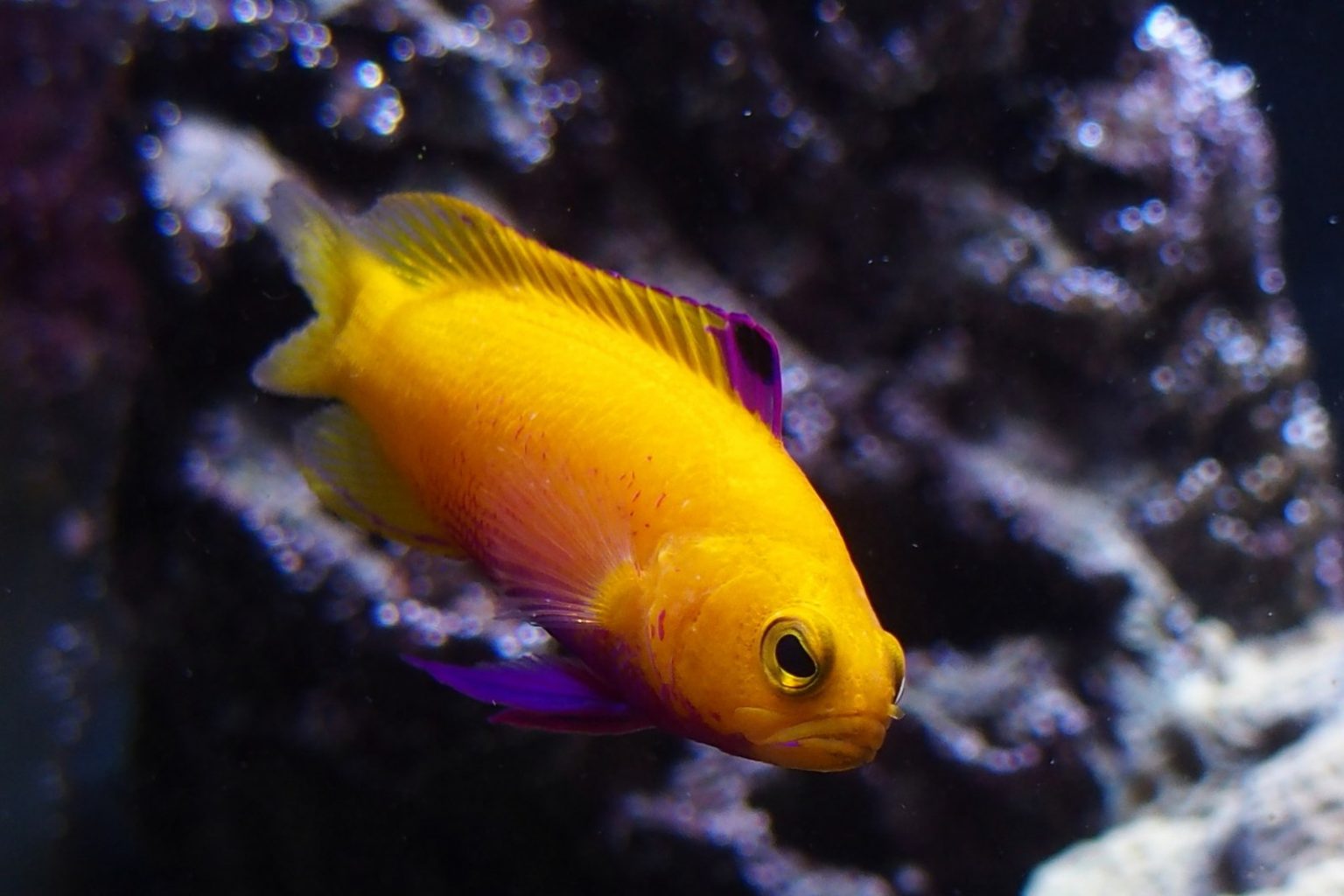 7 Most Expensive Fish in the World - The AdvenTourist