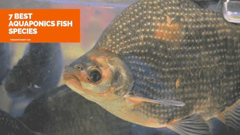 7 Best Aquaponics Fish Species - The AdvenTourist